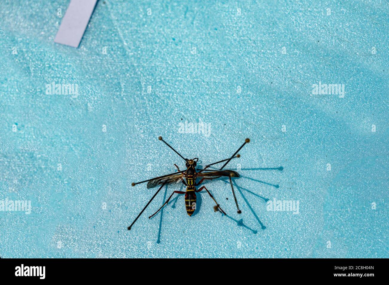 Technique to pin and preserve insects by positioning legs and wings ...