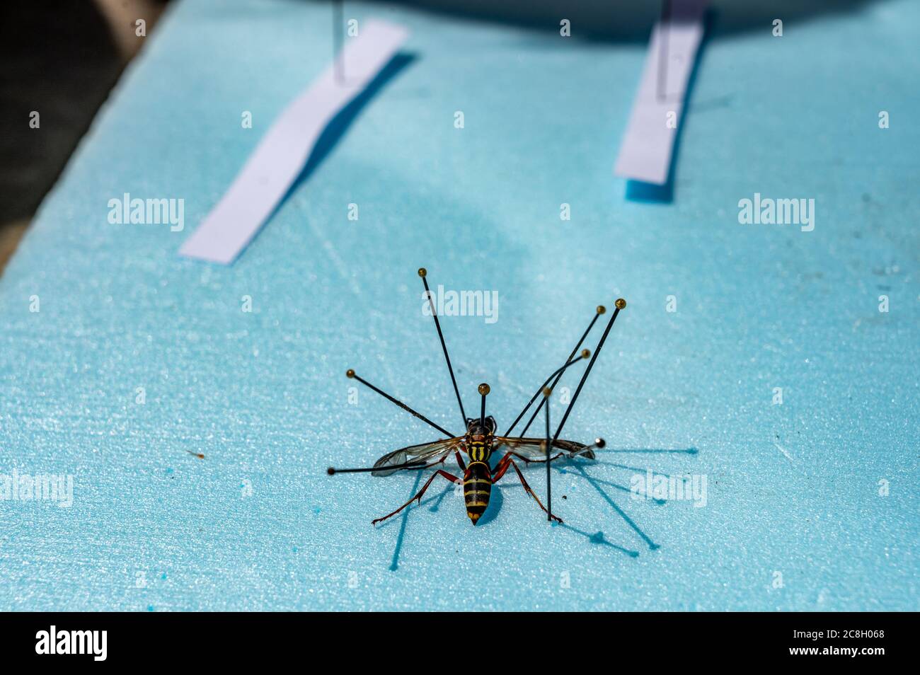 Technique to pin and preserve insects by positioning legs and wings ...