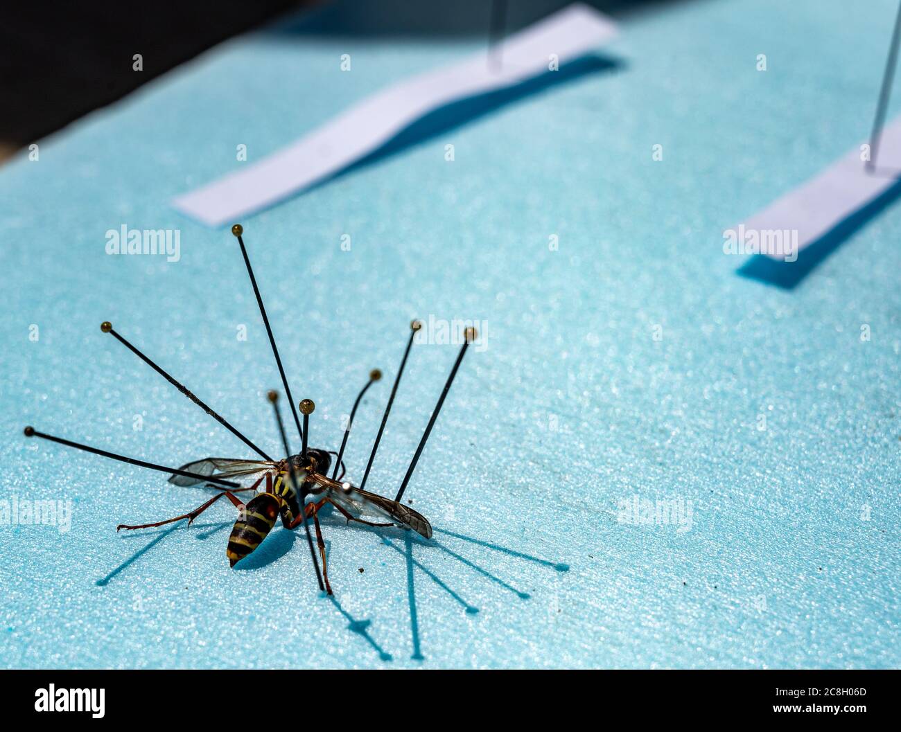 Technique to pin and preserve insects by positioning legs and wings ...