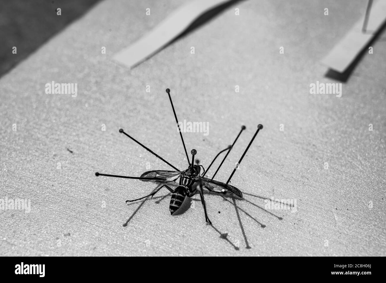 Identify insects Black and White Stock Photos & Images - Alamy