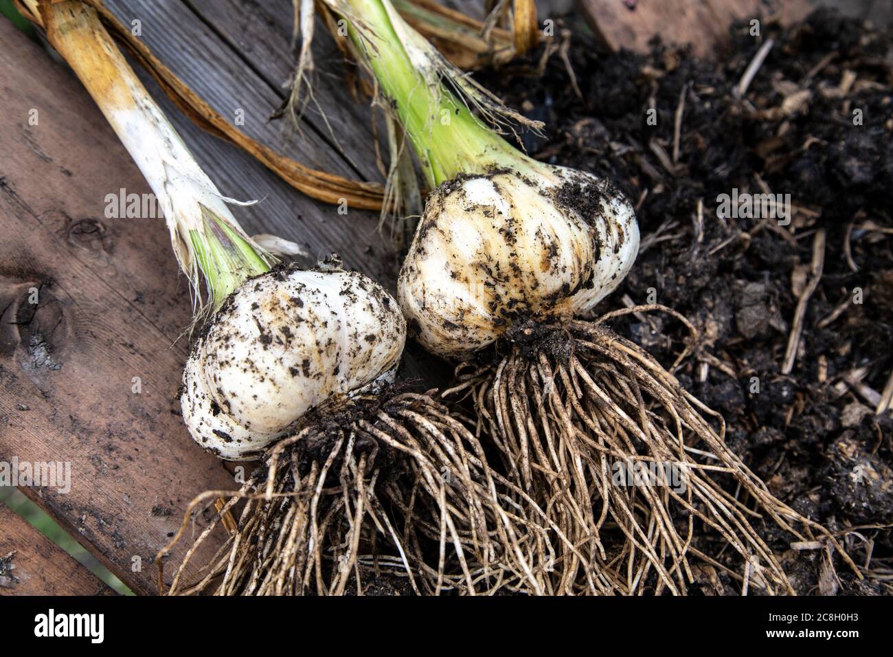 Elephant Garlic Plant