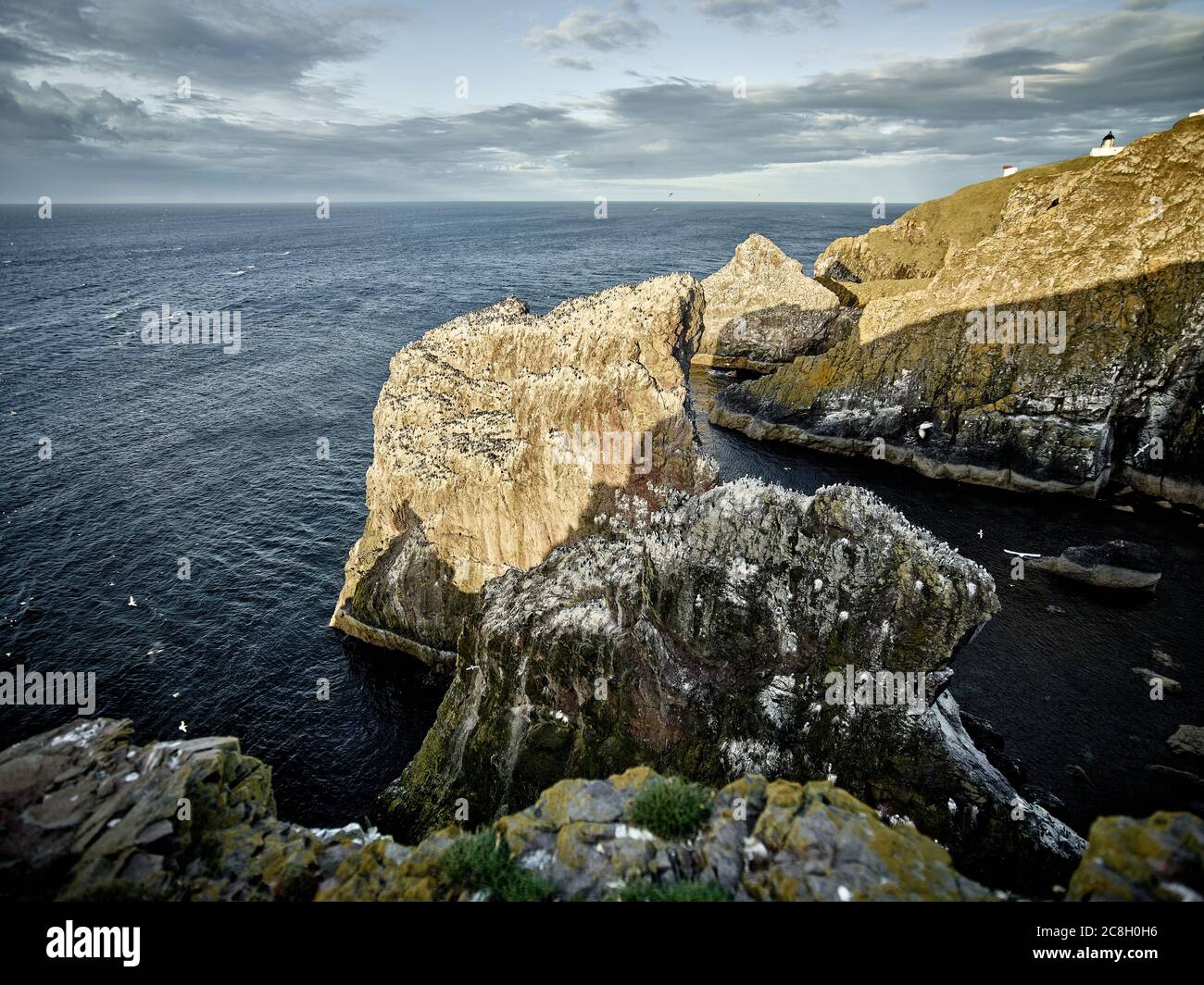 The Sea Bird Colony (mainly Guillimots) at St Abbs Nature Reserve in ...
