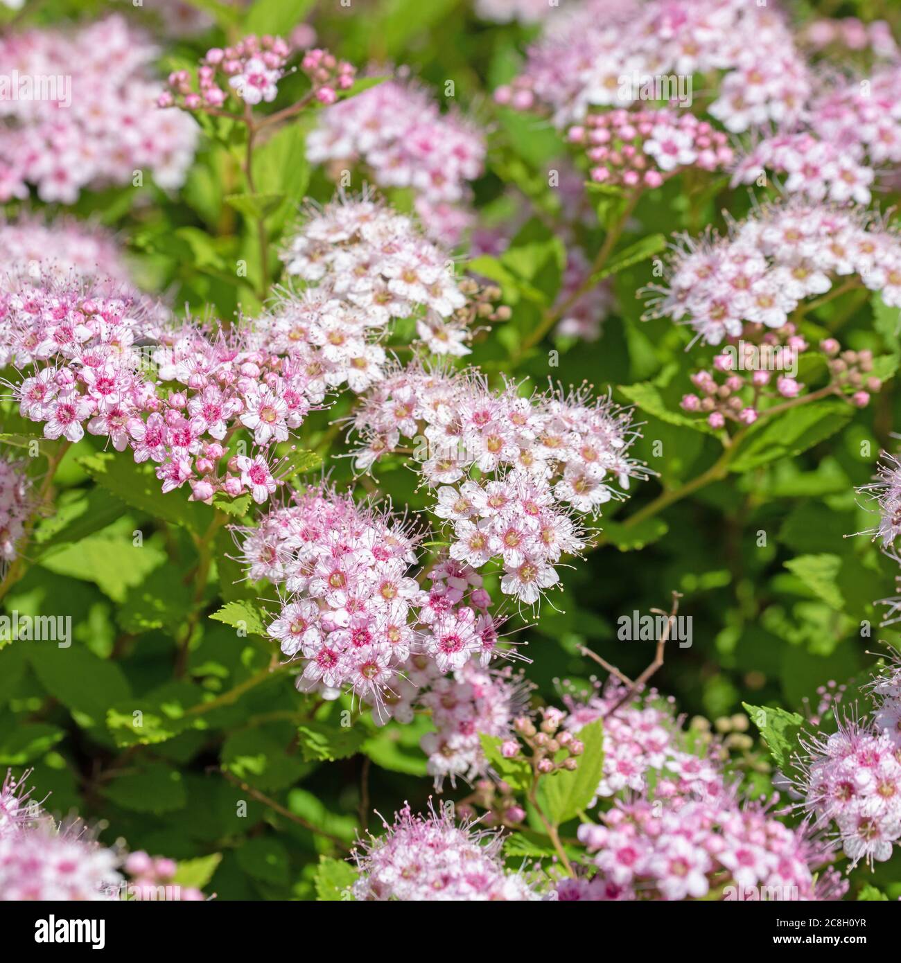 Flowering spier shrub, Spiraea bumalda Stock Photo - Alamy