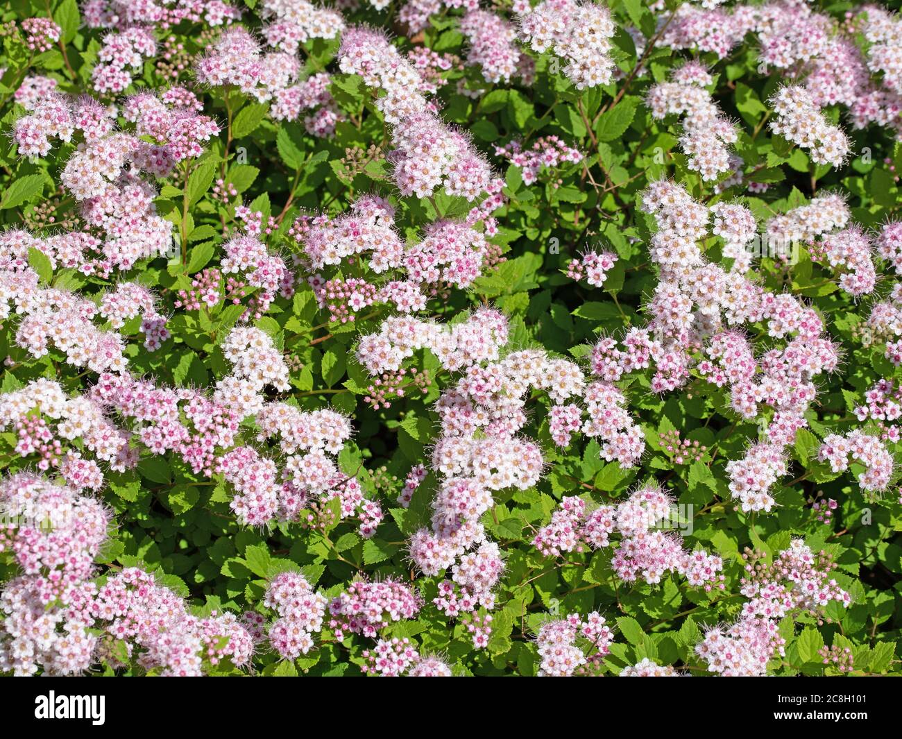 Spier plant hi-res stock photography and images - Alamy