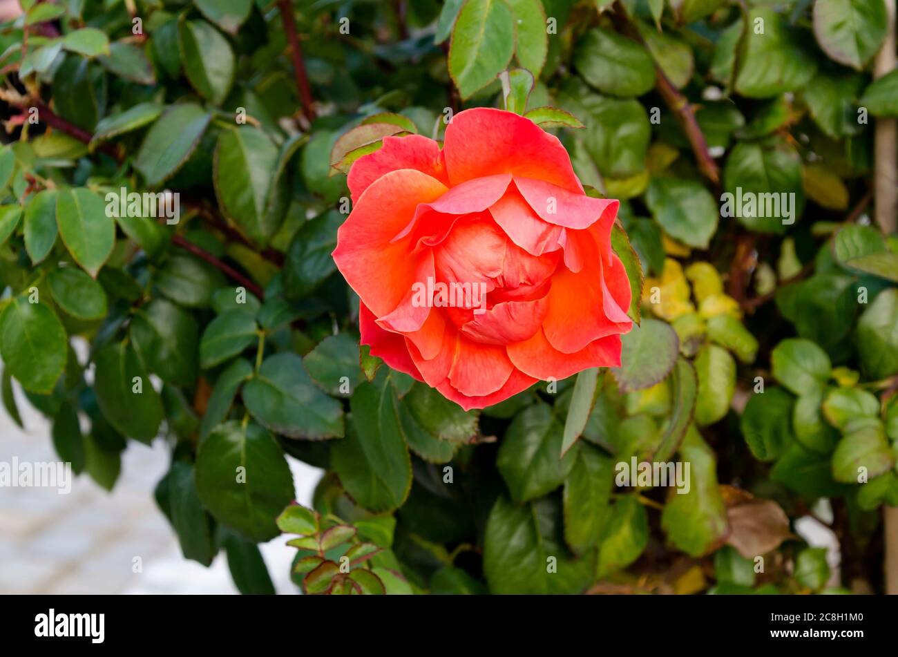 Photo of a rose bush with blooming orange color for greeting in a ...