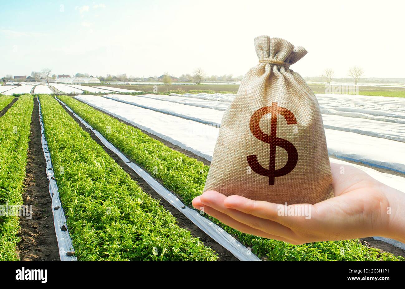 A hand holds out a dollar money bag on a background of potato ...