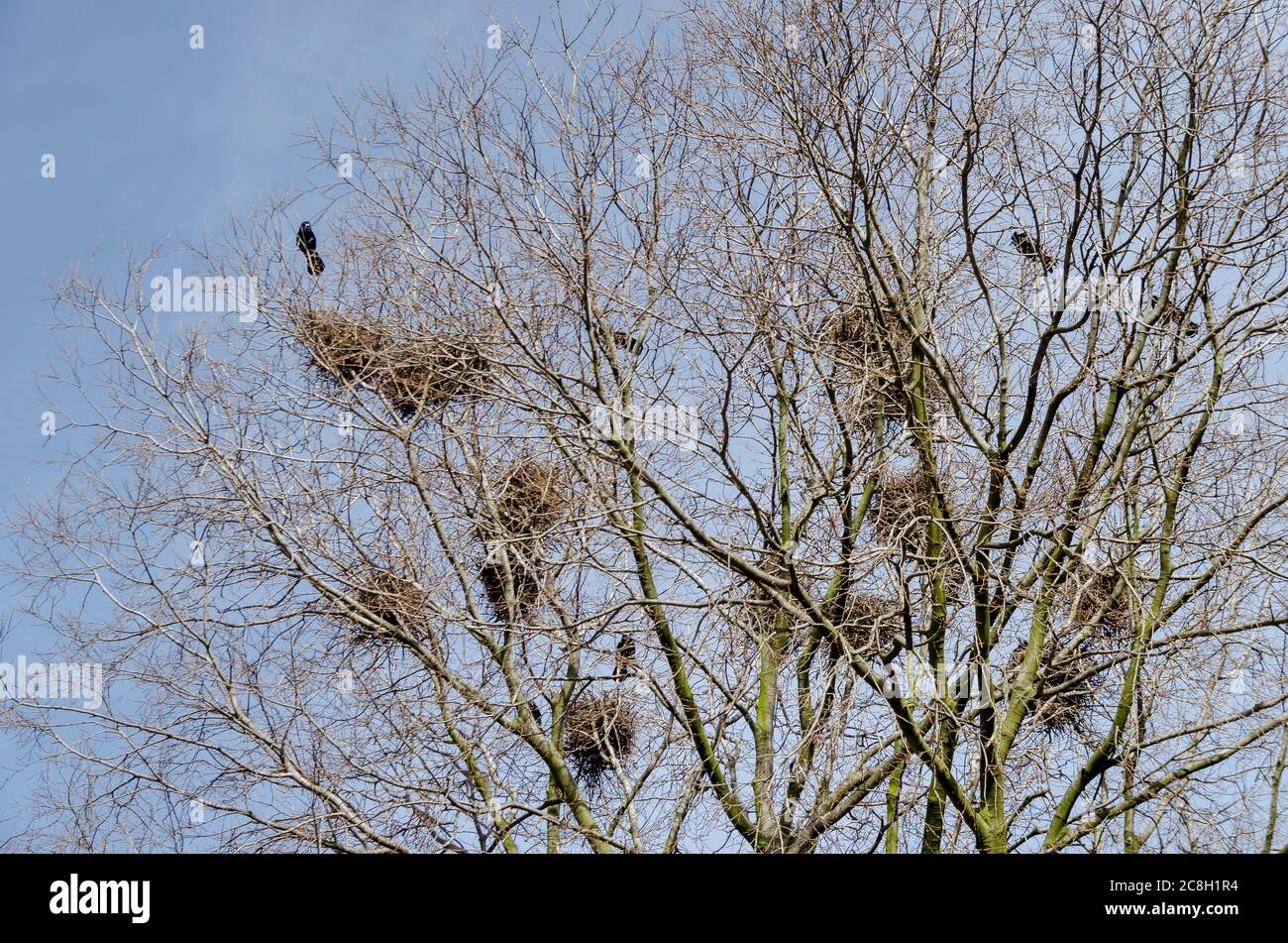 Different birds in tree nests hi-res stock photography and images - Alamy