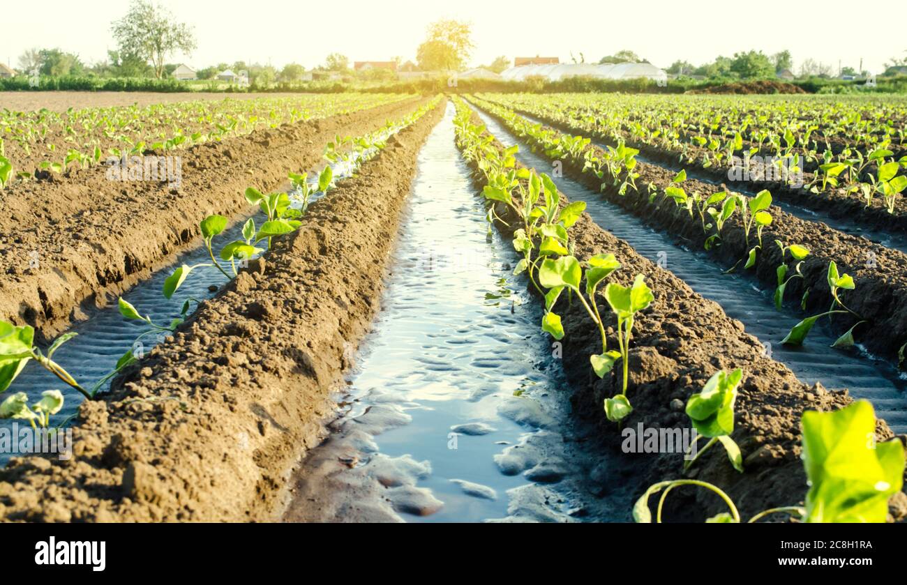 Water flows through irrigation canals on a farm eggplant plantation ...