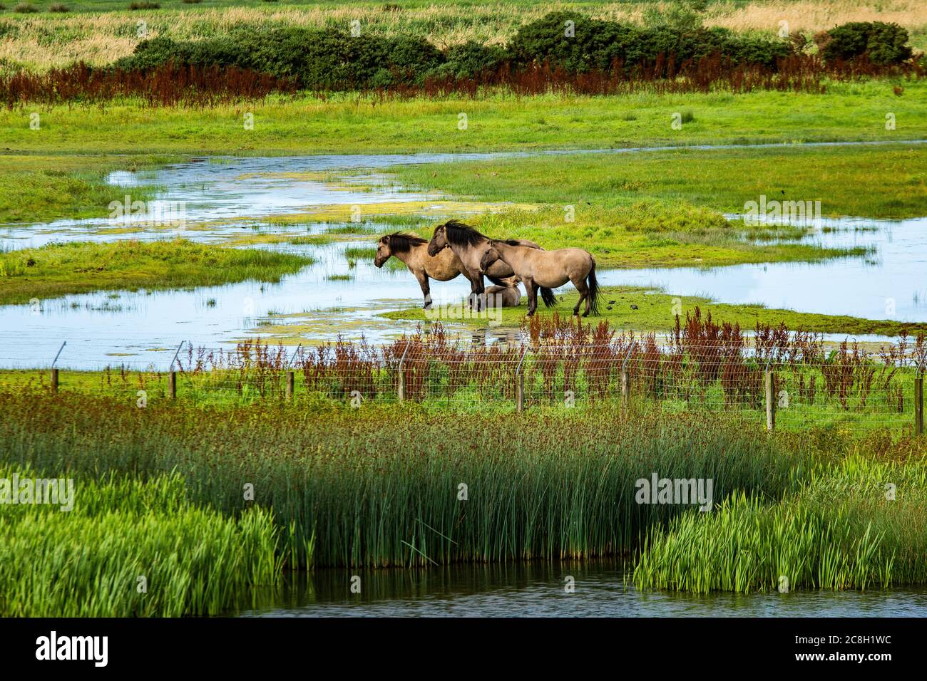 Strathberg hi-res stock photography and images - Alamy