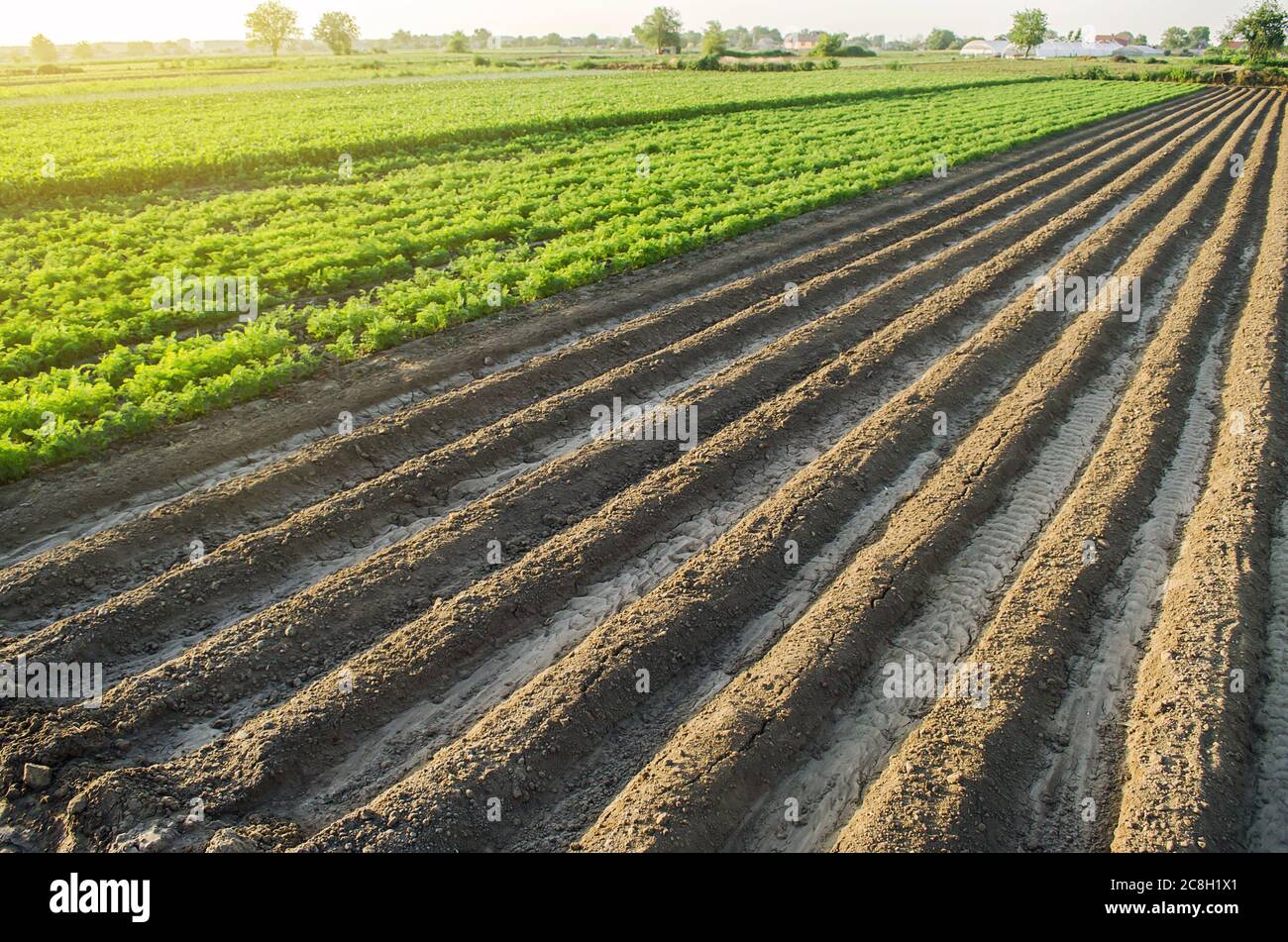 Landscape of a farm plantation field. Juicy greens of potato and carrot ...