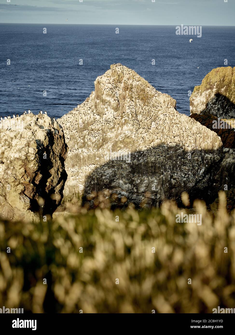 The Sea Bird Colony (mainly Guillimots) at St Abbs Nature Reserve in ...