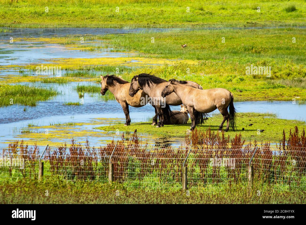 Beautiful wild horses in the Scottish swamp of "Loch of Strathbeg". The ...