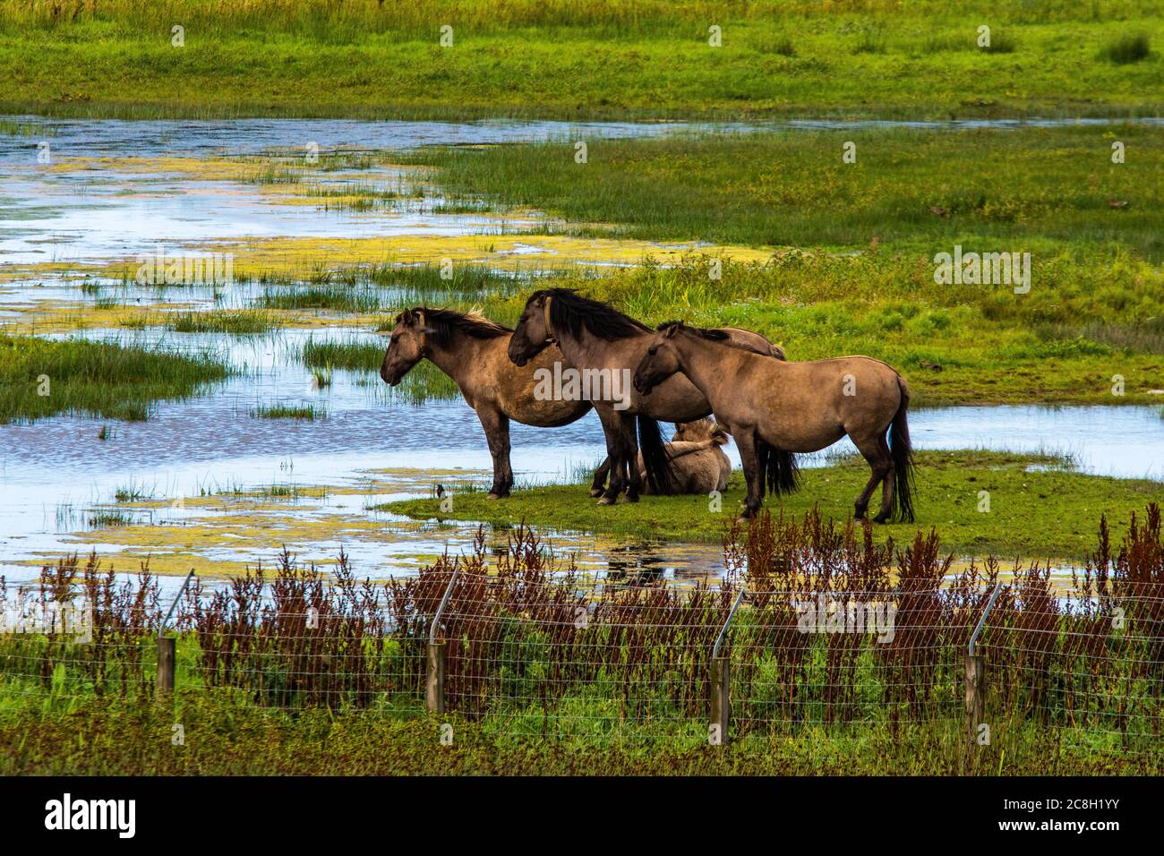 Strathberg hi-res stock photography and images - Alamy