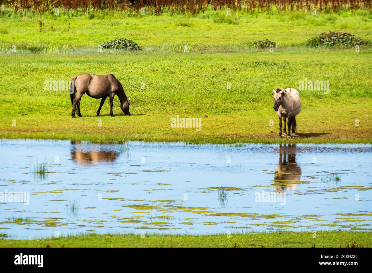 Beautiful wild horses in the Scottish swamp of "Loch of Strathbeg". The ...