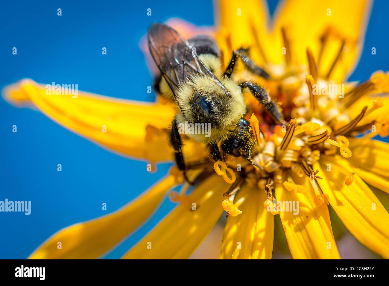 Bumblebee closeup flower green insect hi-res stock photography and ...