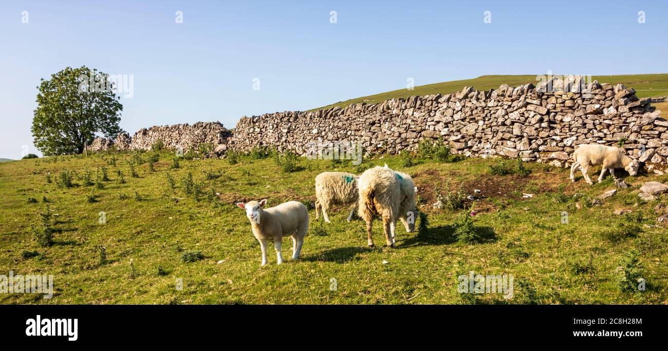 Beautiful landscape at Dove Dale - Sheep on the green grass Stock Photo ...