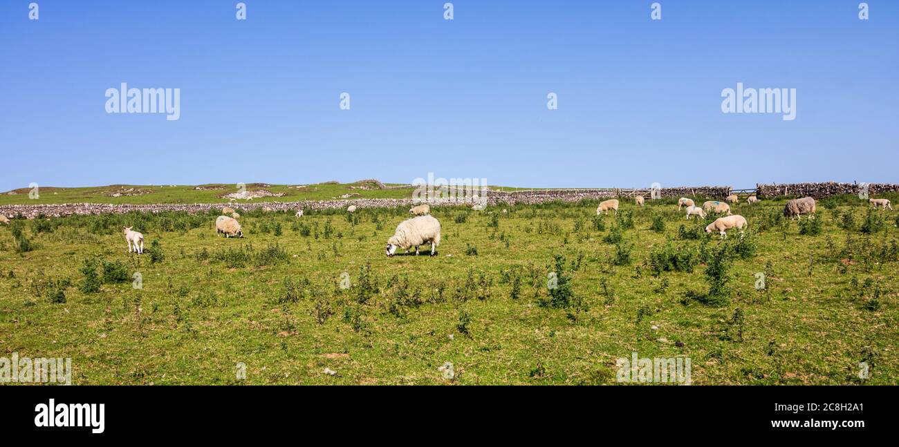 Beautiful landscape at Dove Dale - Sheep on the green grass Stock Photo ...