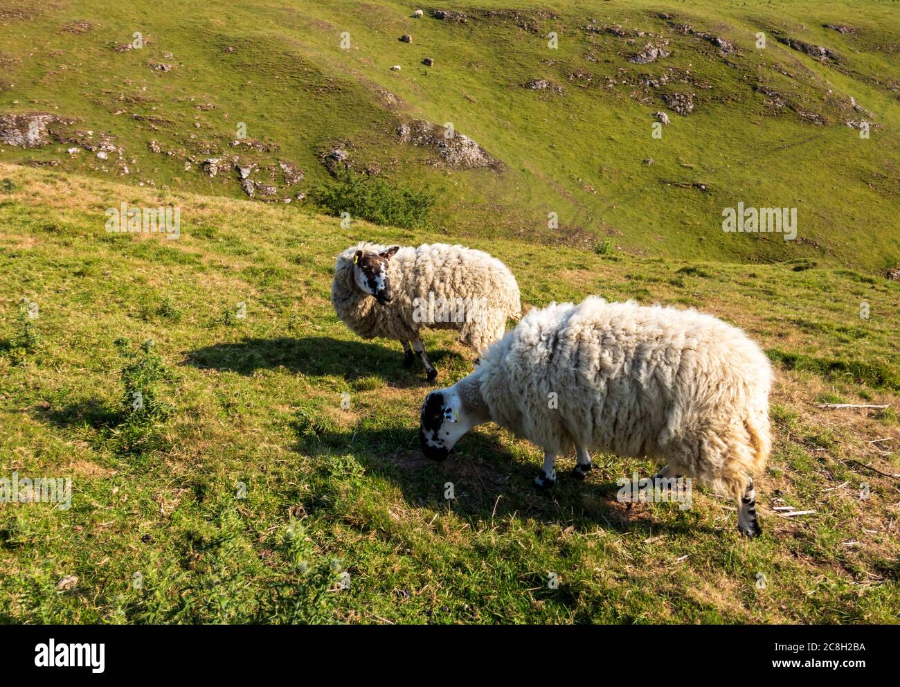 Beautiful landscape at Dove Dale - Sheep on the green grass Stock Photo ...