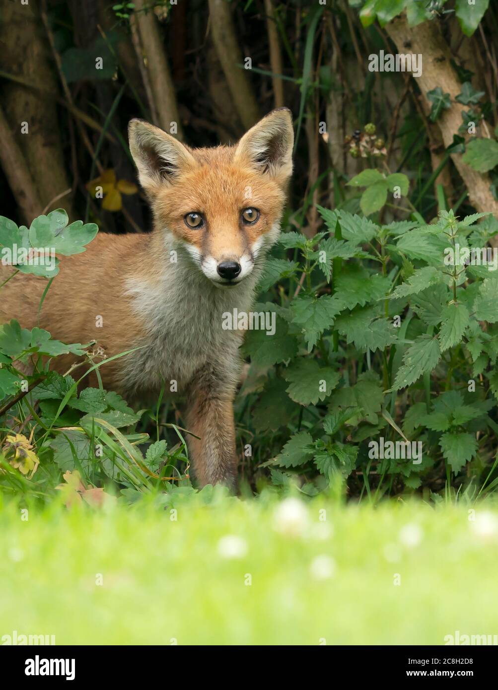 A well grown wild Red Fox (Vulpes vulpes) cub emerges from the undergrowth, Warwickshire Stock ...