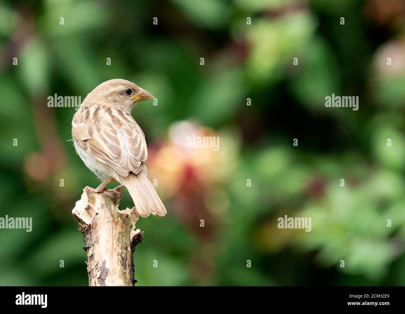 Passer domesticus horizontal hi-res stock photography and images - Alamy