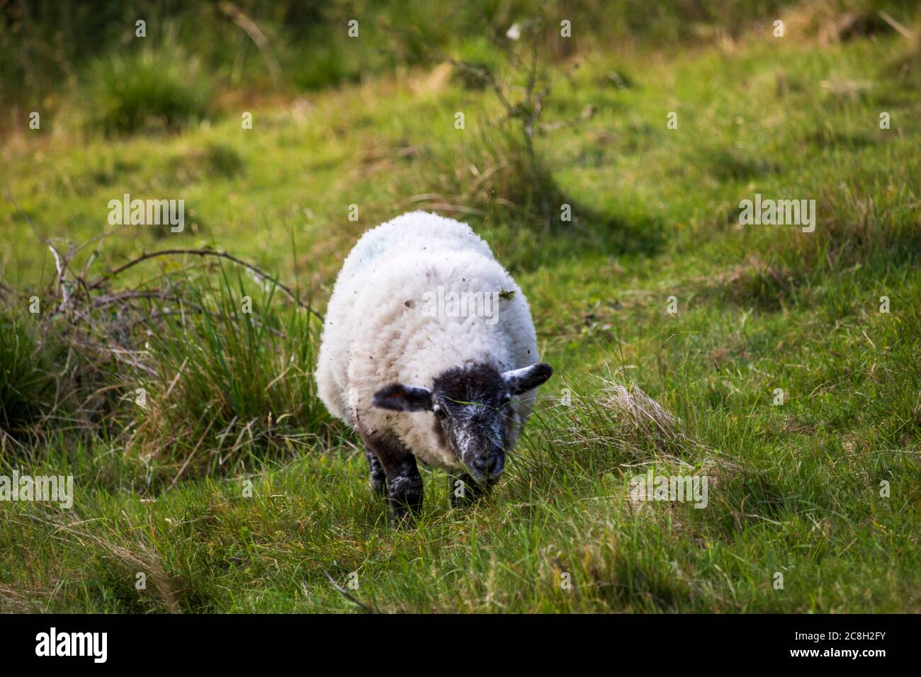 Beautiful landscape at Dove Dale - Sheep on the green grass Stock Photo ...