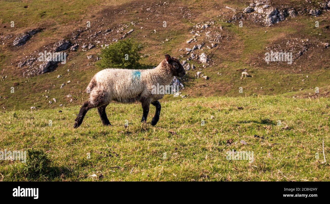 Beautiful landscape at Dove Dale - Sheep on the green grass Stock Photo ...