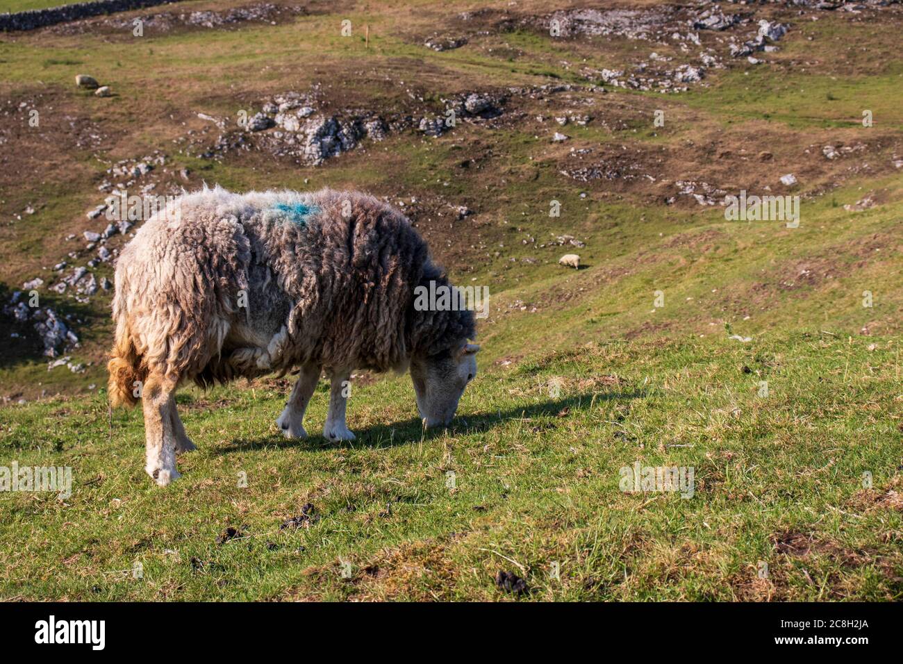 Beautiful landscape at Dove Dale - Sheep on the green grass Stock Photo ...