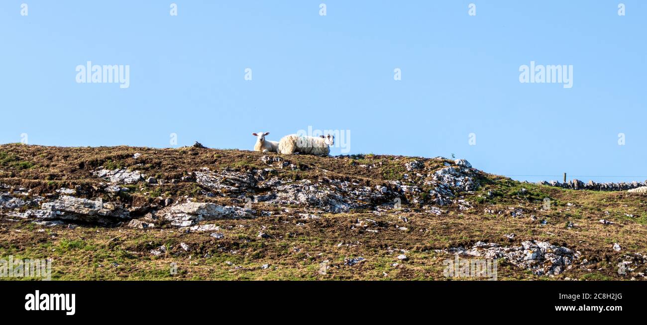 Sheep herding lake district hi-res stock photography and images - Alamy