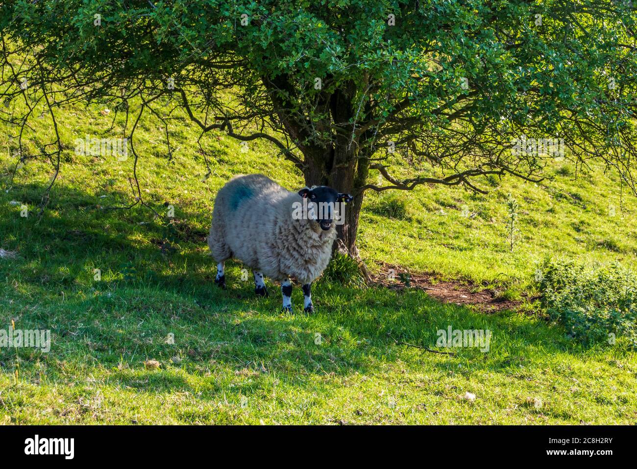 Beautiful landscape at Dove Dale - Sheep on the green grass Stock Photo ...