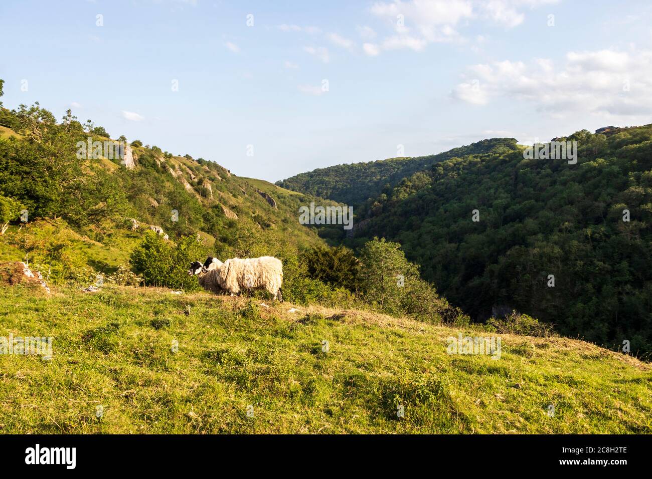 Beautiful landscape at Dove Dale - Sheep on the green grass Stock Photo ...
