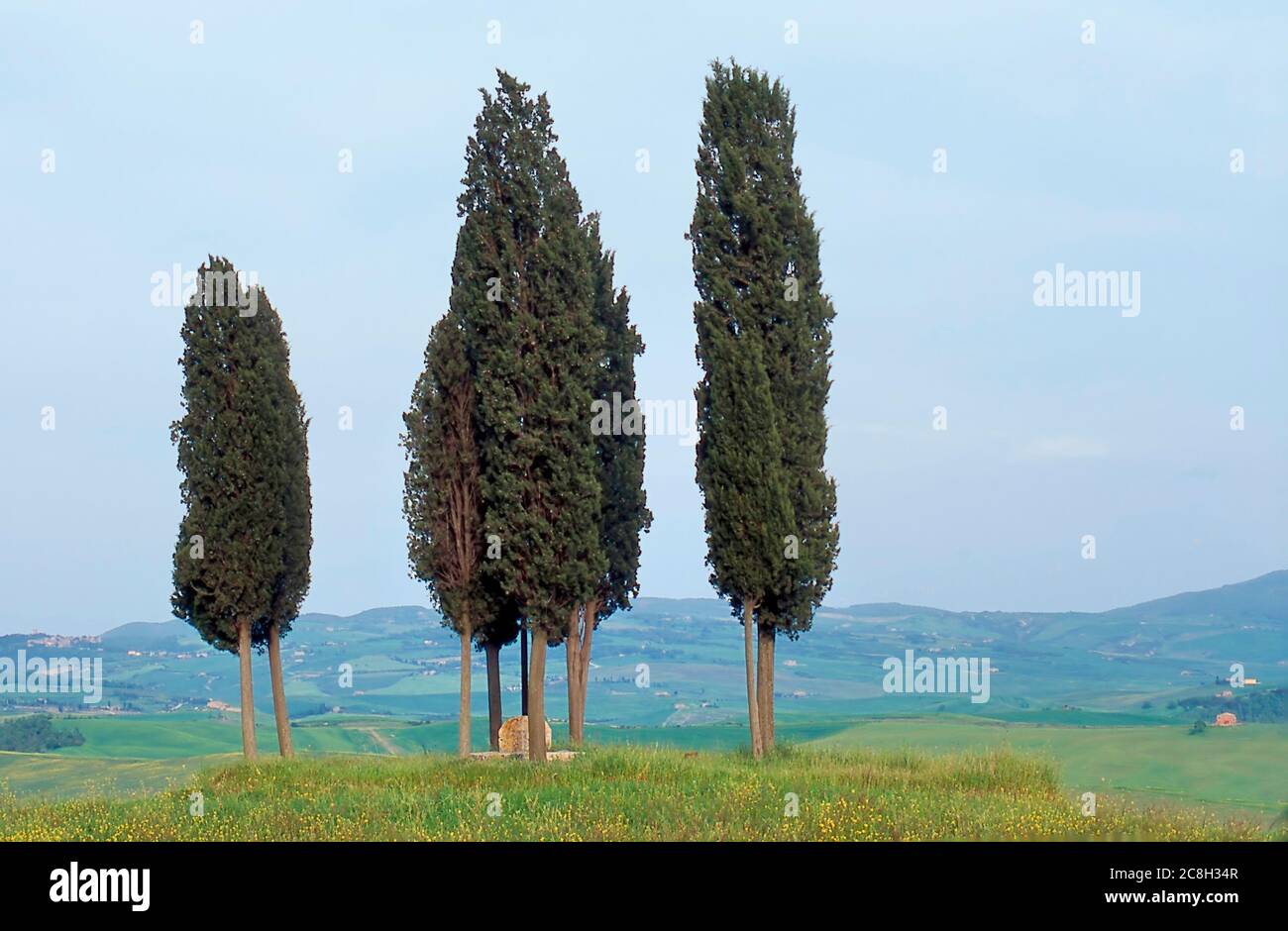 Autumn Tuscan landscape with cypress trees in clear blue sky Stock ...