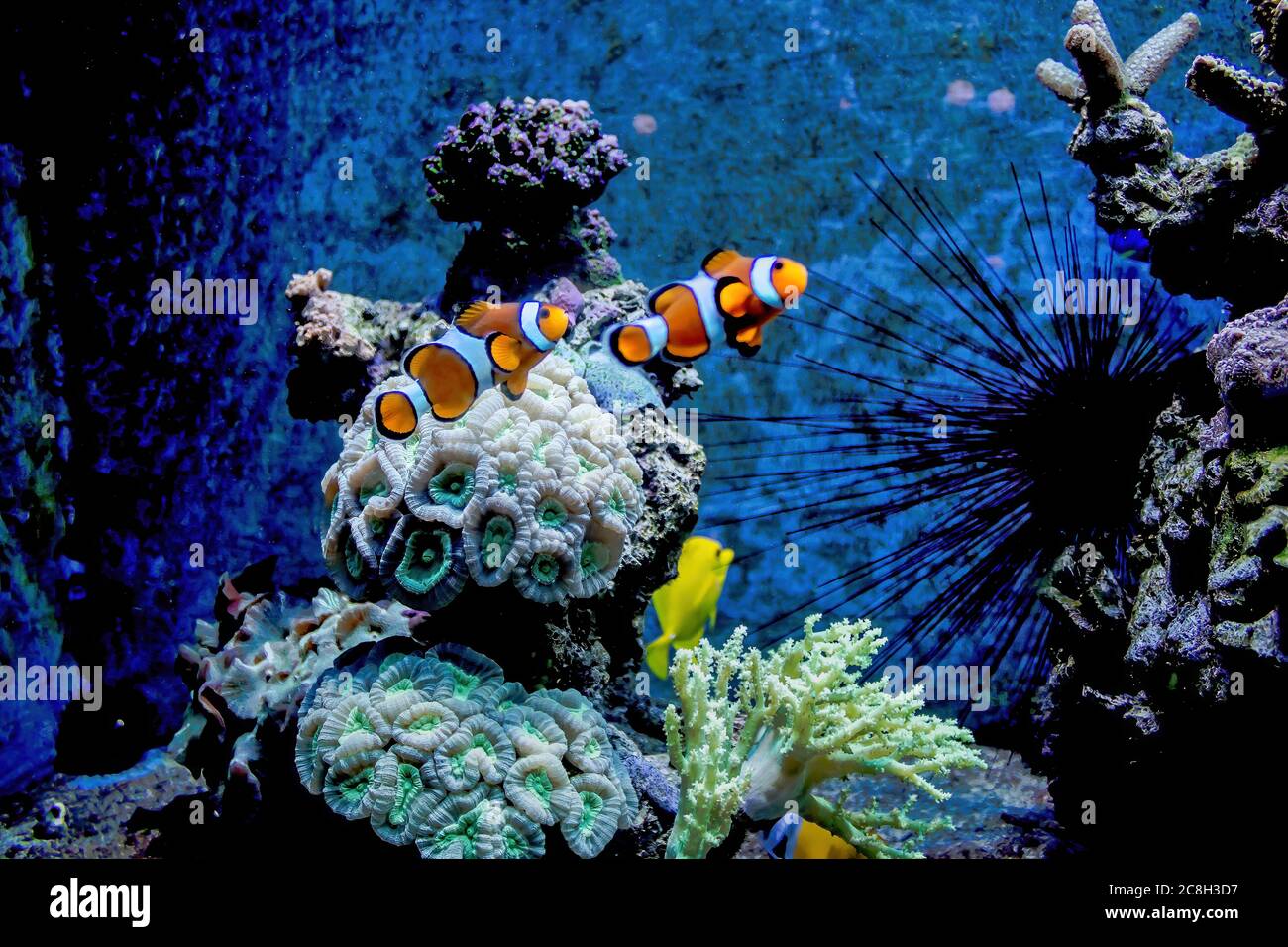 Malaga, Spain: Underwater ocean life with colorful fish in andalusia ...