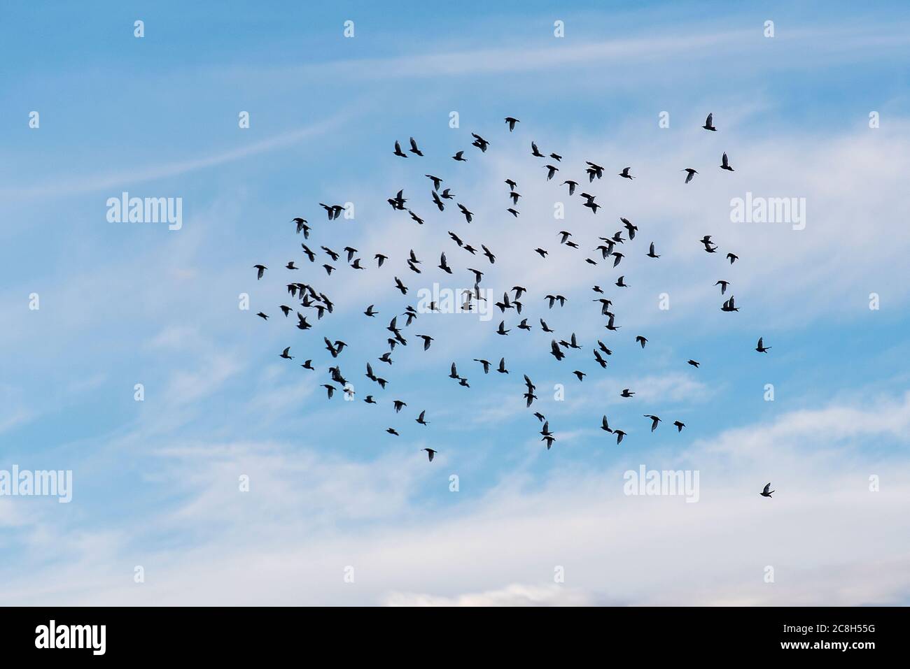 Flock of birds in blue sky Stock Photo - Alamy