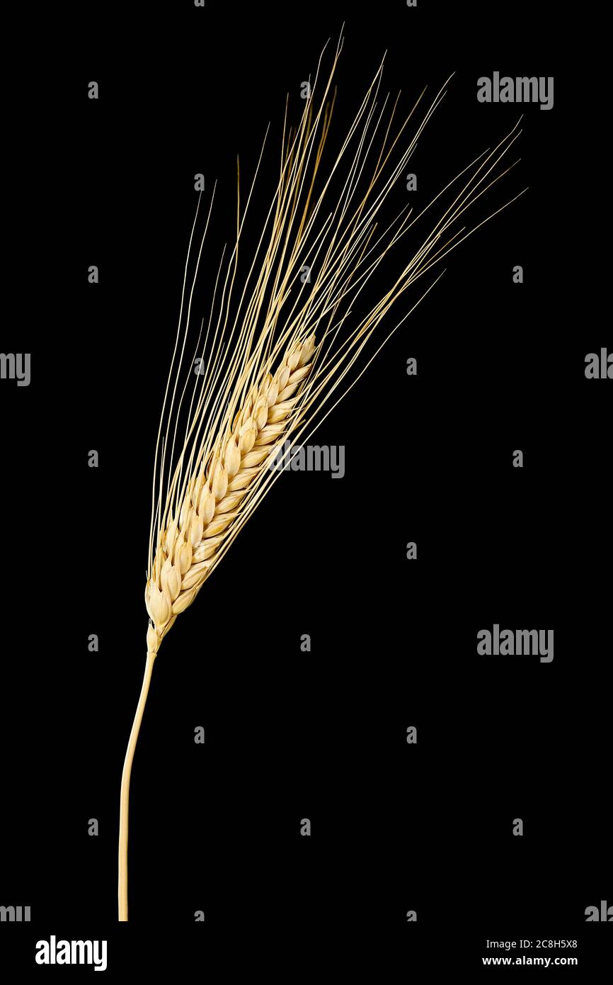 Single wheat hi-res stock photography and images - Alamy