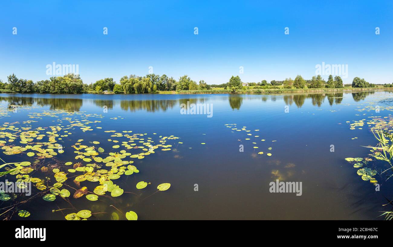 Calm pond and water plants in a beautiful summer day Stock Photo - Alamy
