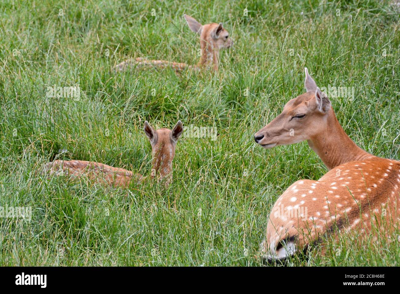 Deer fallow cute animal photo hi-res stock photography and images - Alamy