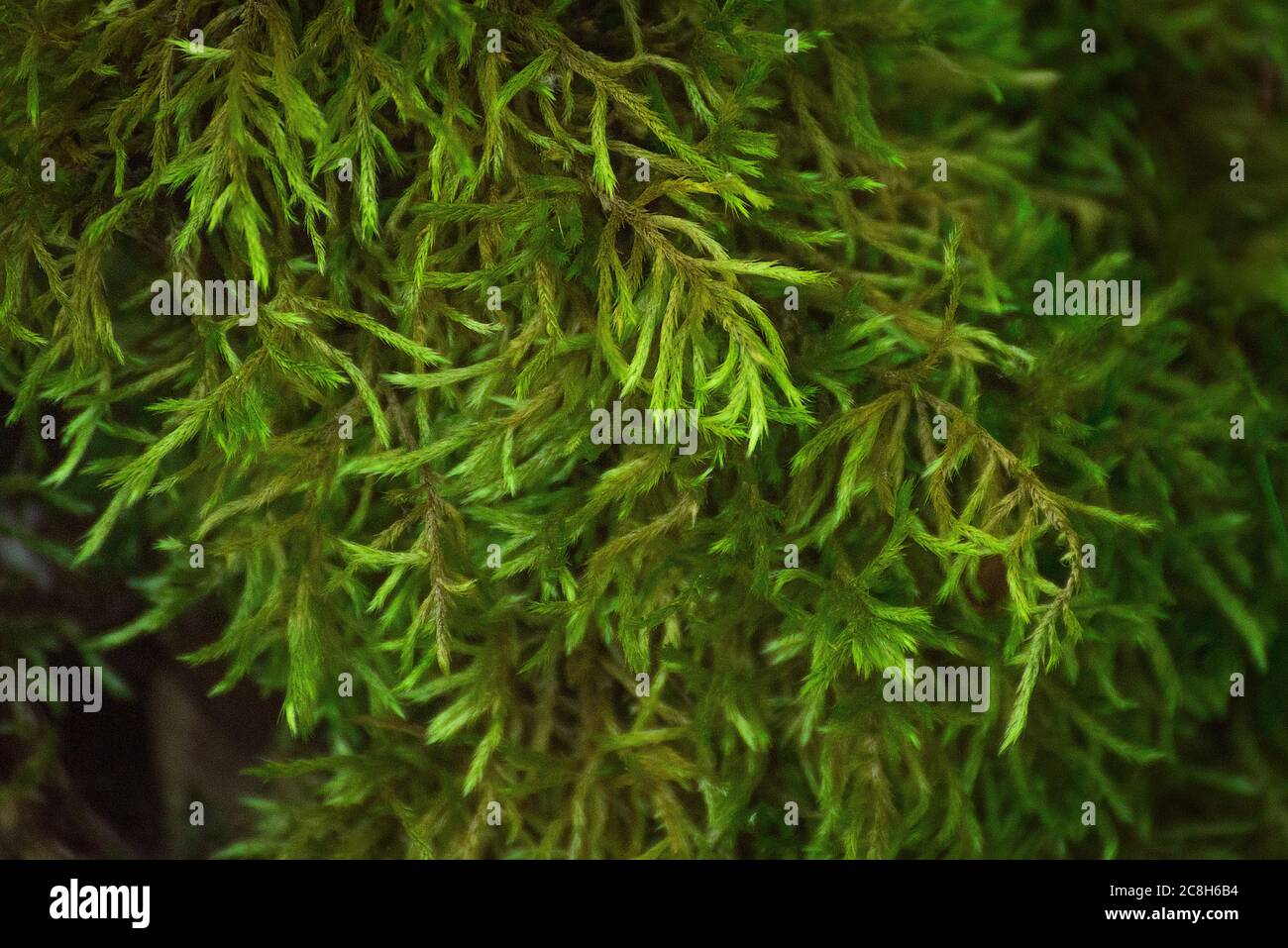 green lichen leaves in summer Stock Photo - Alamy
