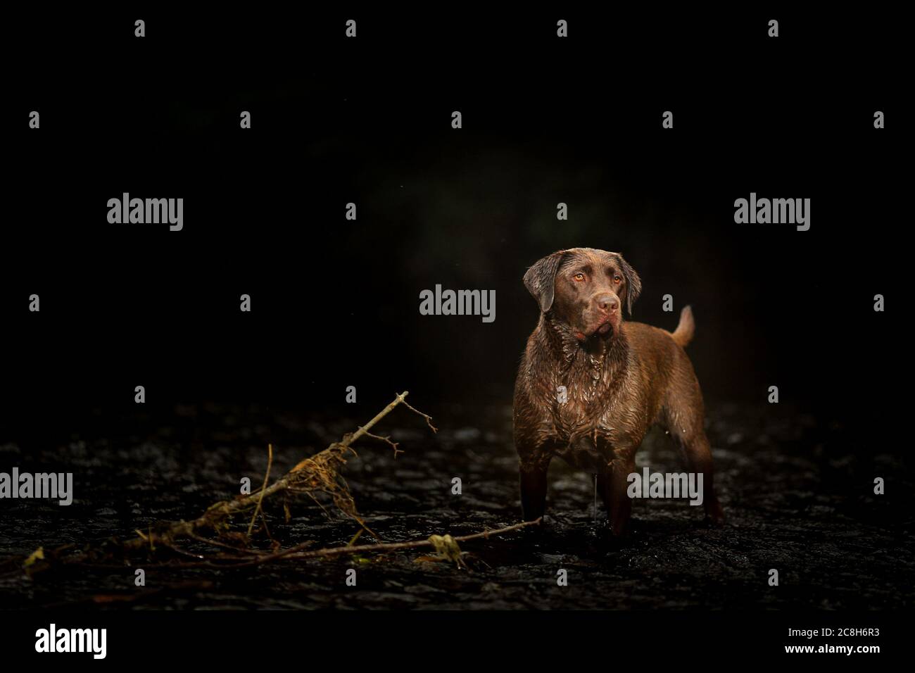 The Chocolate Labrador is a friendly, confident and loving dog. And one ...