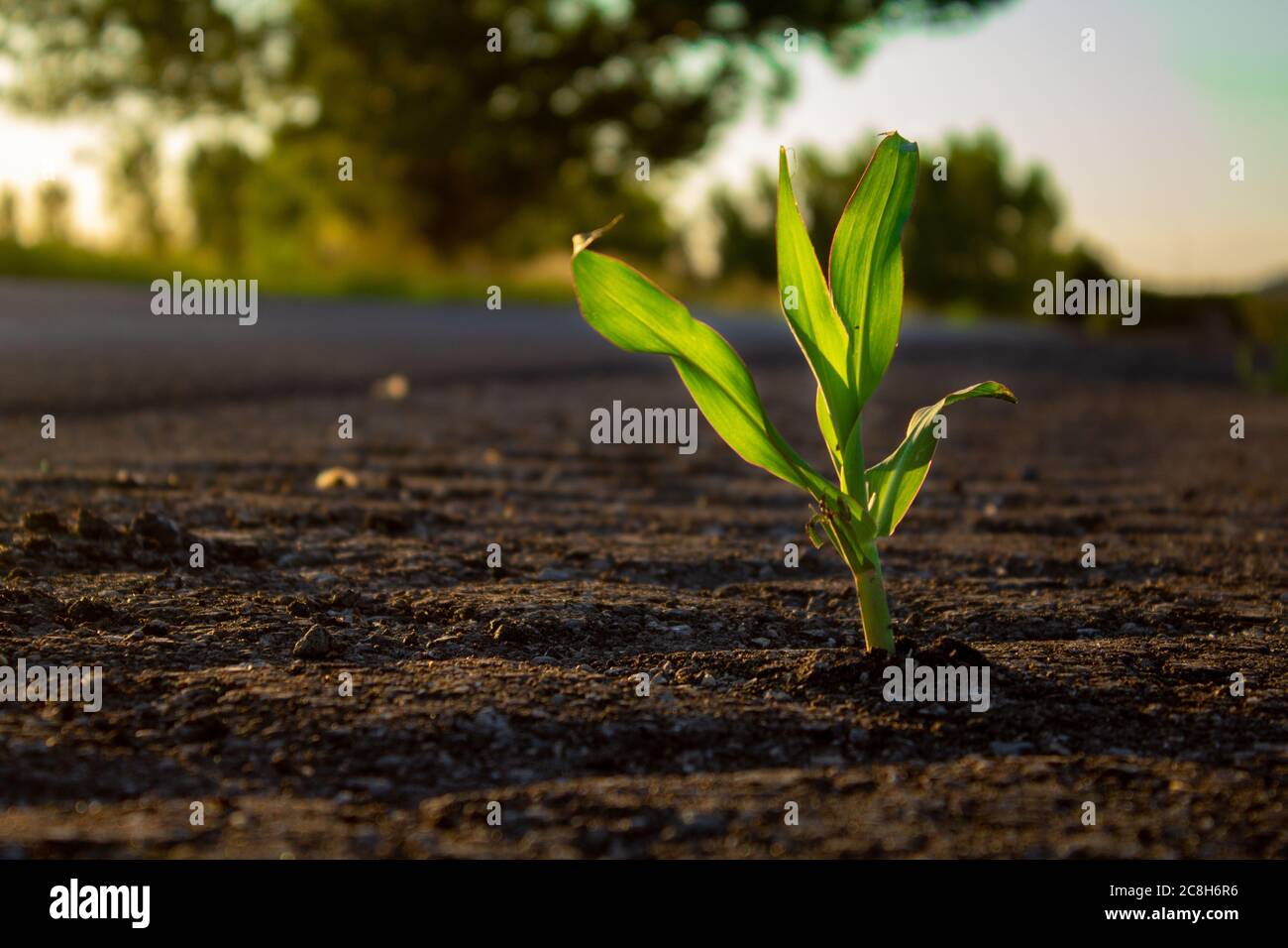 One lonely young plant sprouted from the asphalt. Ecology concept Stock ...
