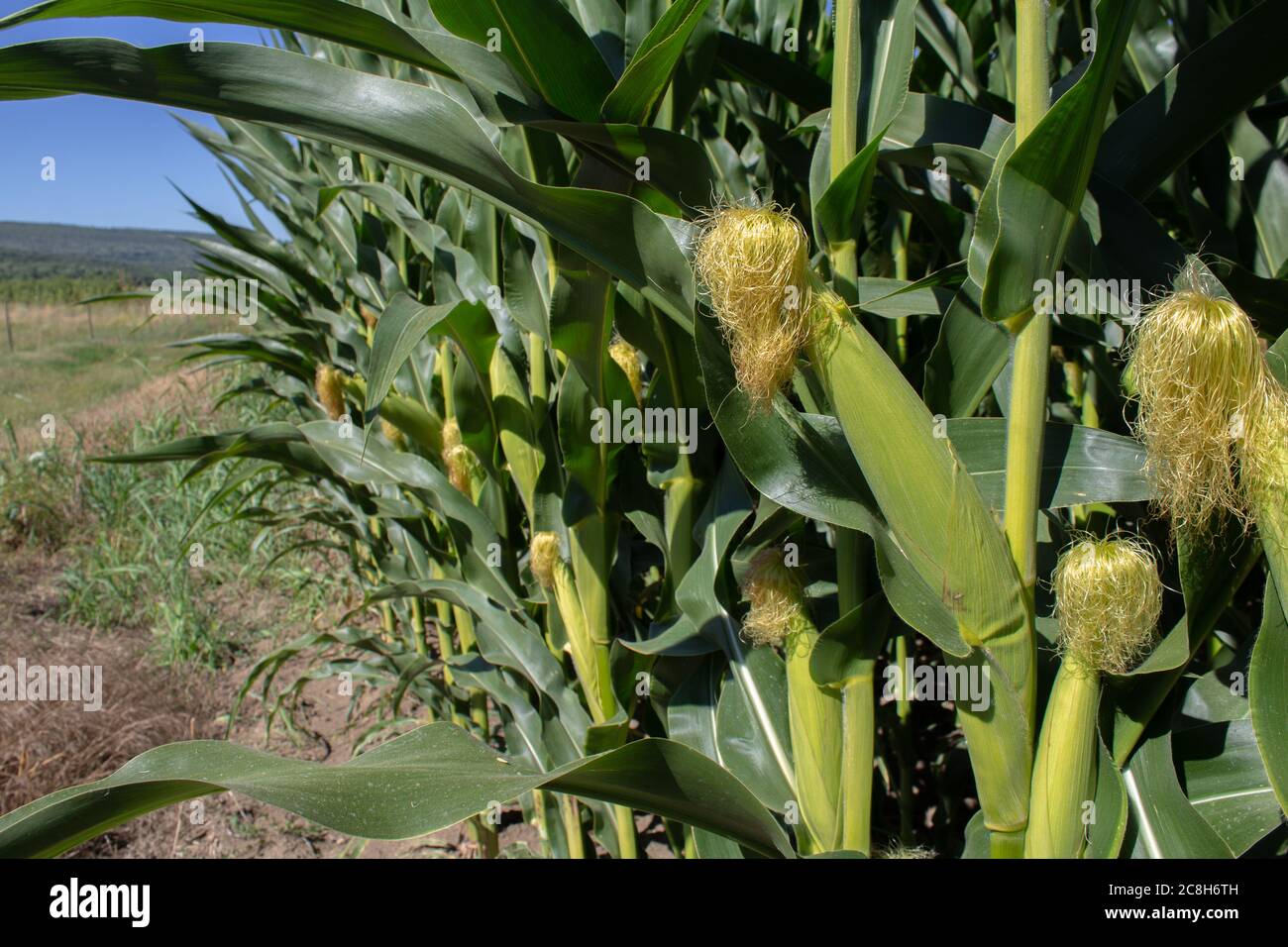 Organic corn field with corn pods ready to be harvested Stock Photo - Alamy