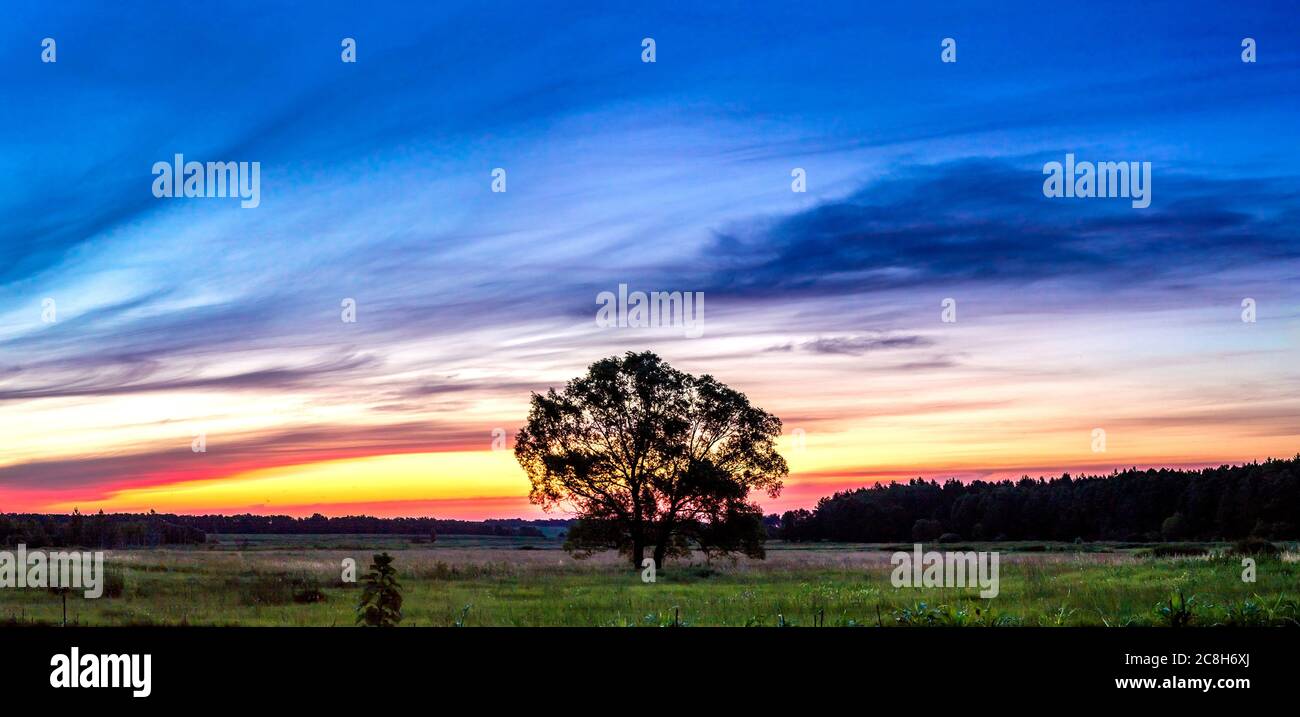 Beautiful sunrise over green field and single tree in a summer morning ...