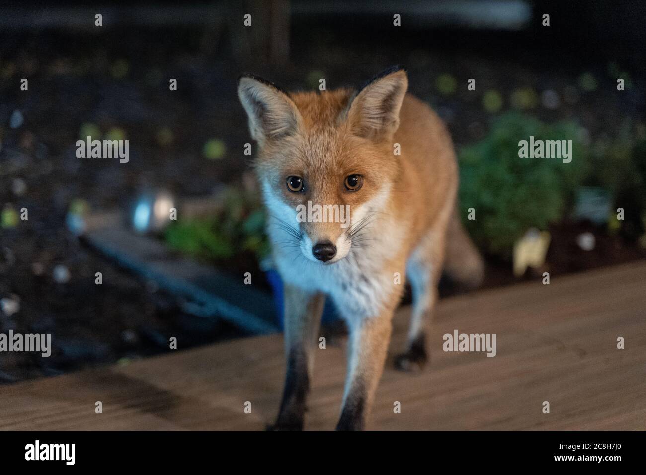 fox in town at night in the dark Stock Photo - Alamy