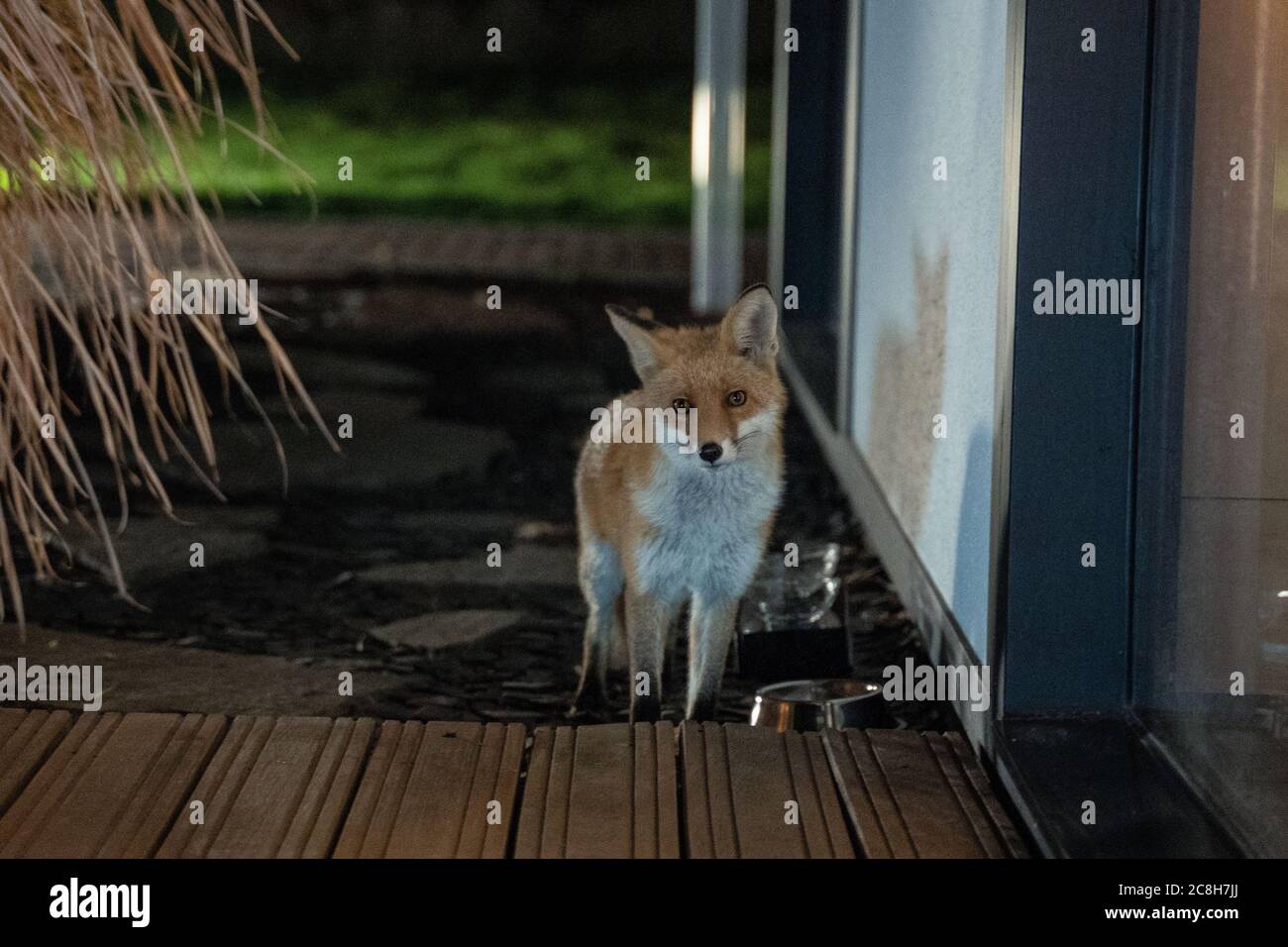 fox in town at night in the dark Stock Photo - Alamy