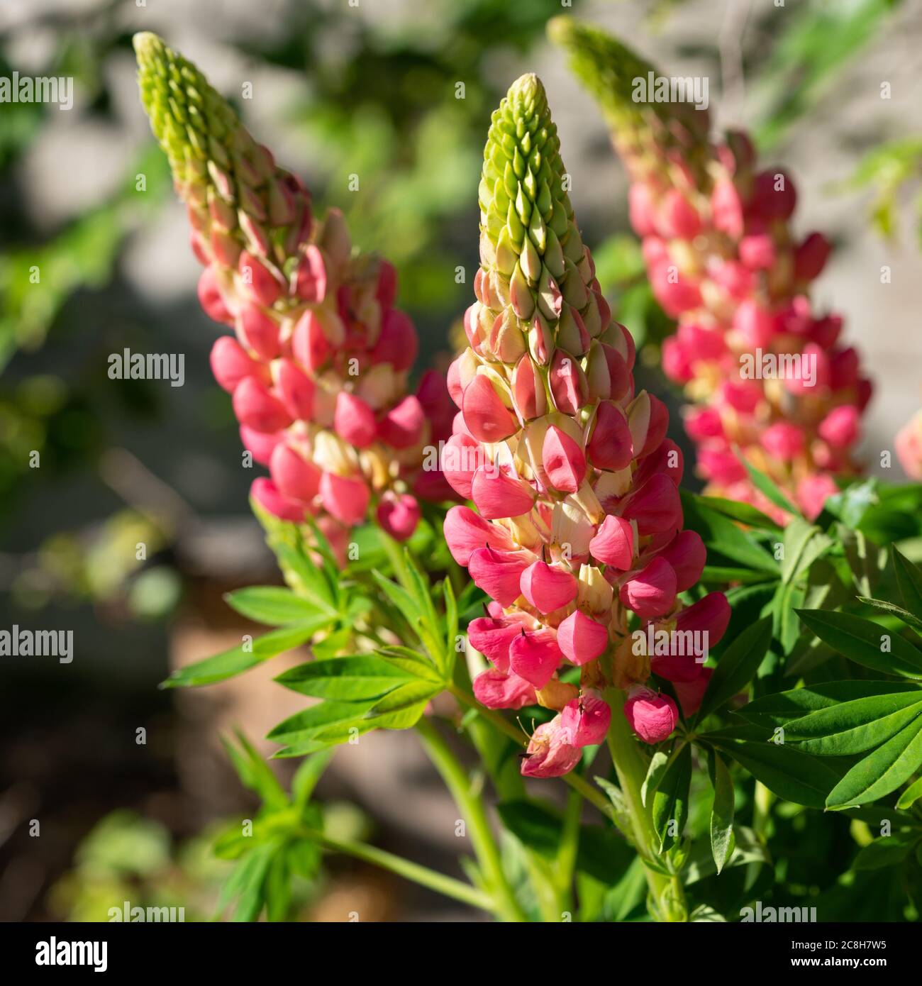 Garden Lupin (Lupinus polyphyllus), close up of the flower head Stock ...