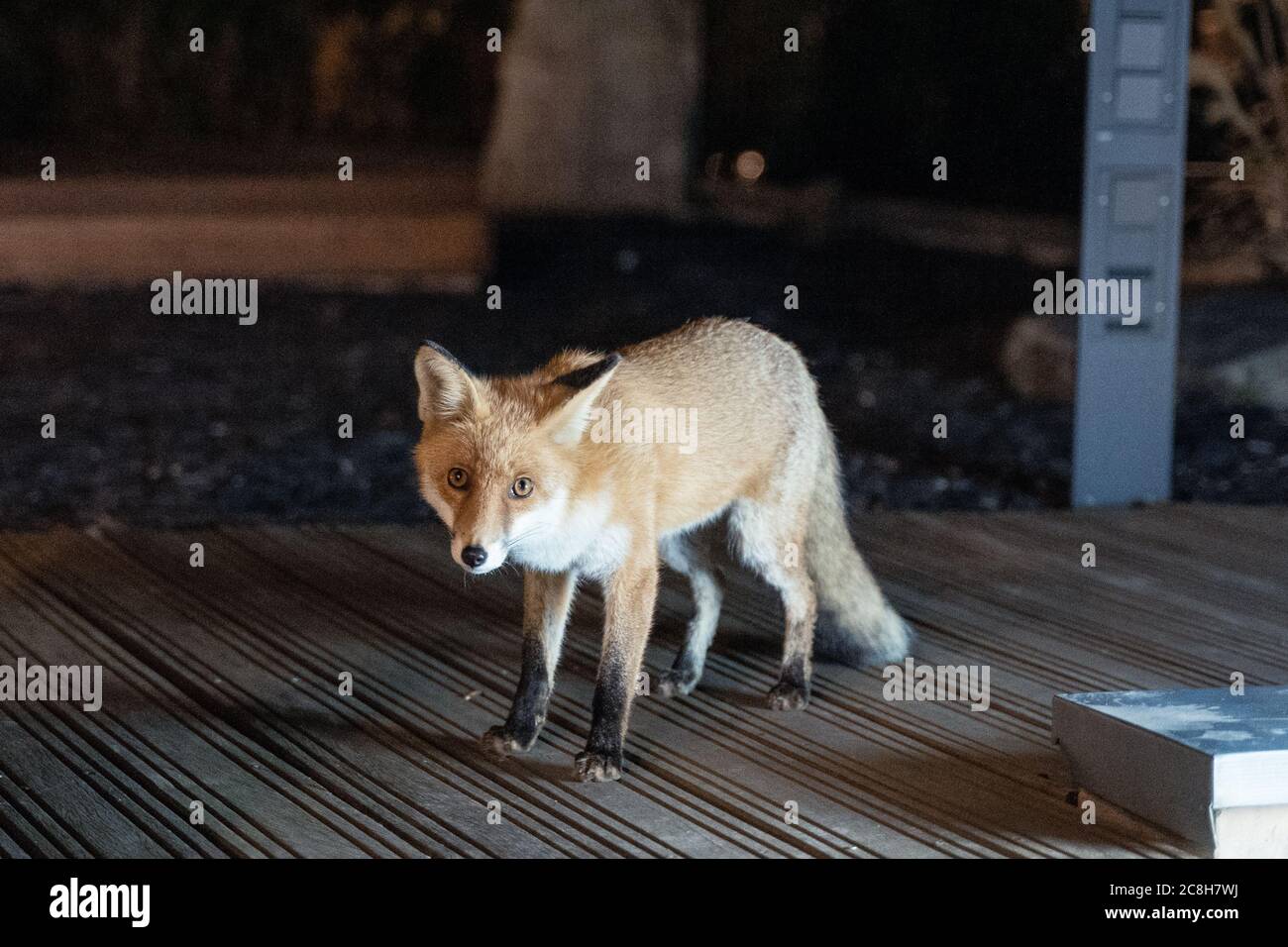 fox in town at night in the dark Stock Photo - Alamy