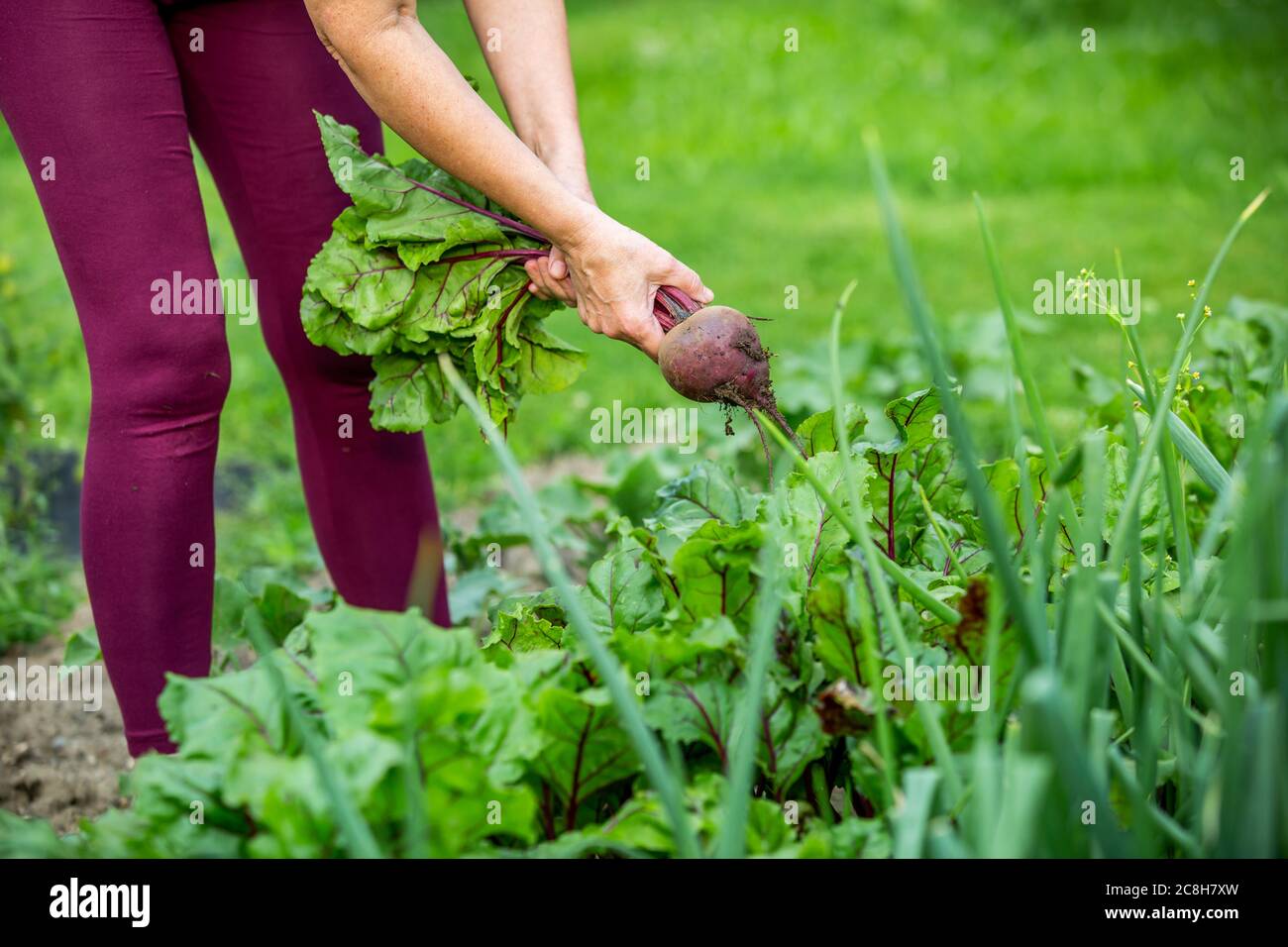 A woman farmer harvesting fresh beetroot from her huge organic garden ...