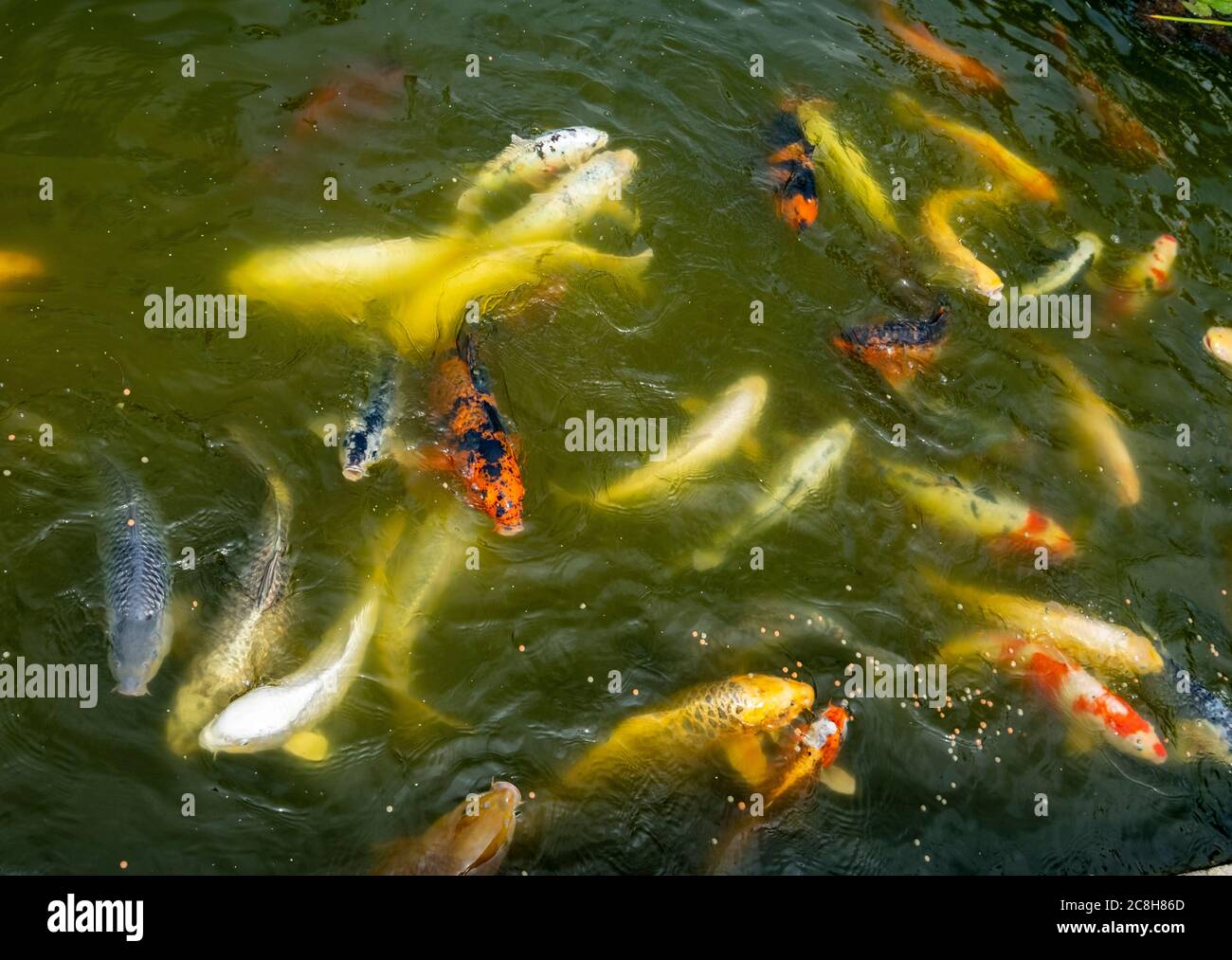 Royal botanical garden port logan hi-res stock photography and images ...