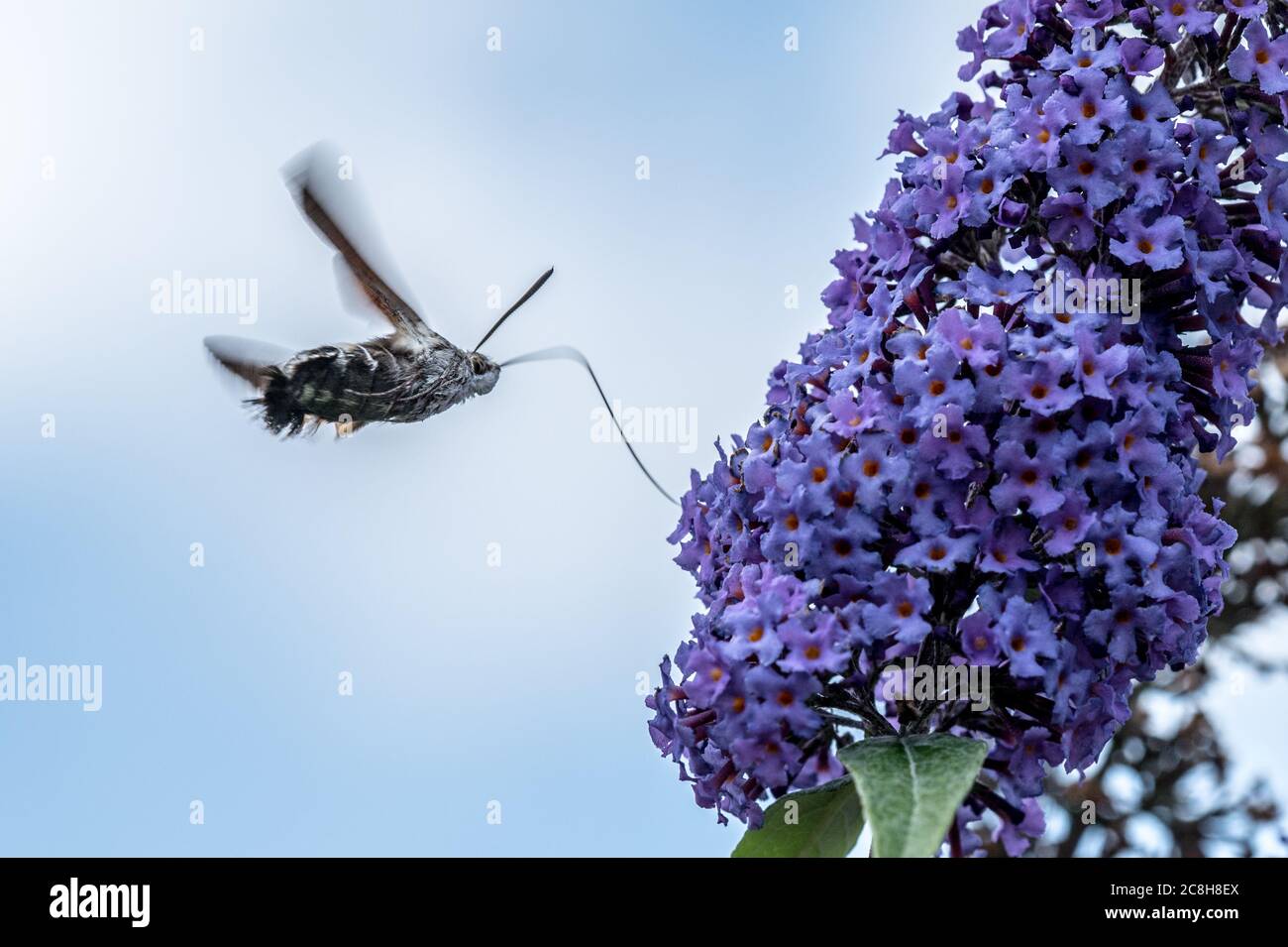Hummingbird hawk-moth feeding on buddleia flowering head Stock Photo ...