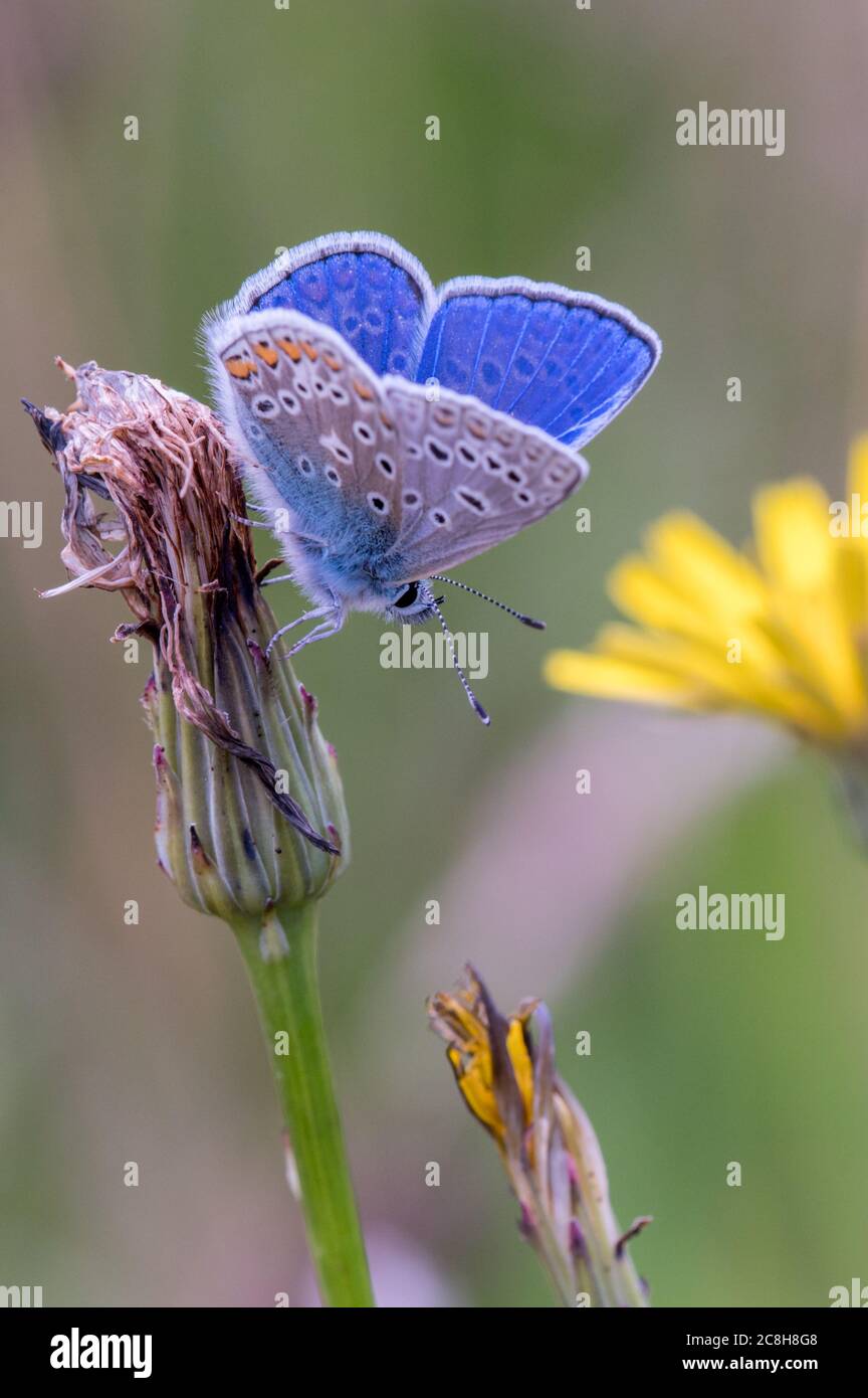 Male Common Blue butterfly Stock Photo - Alamy