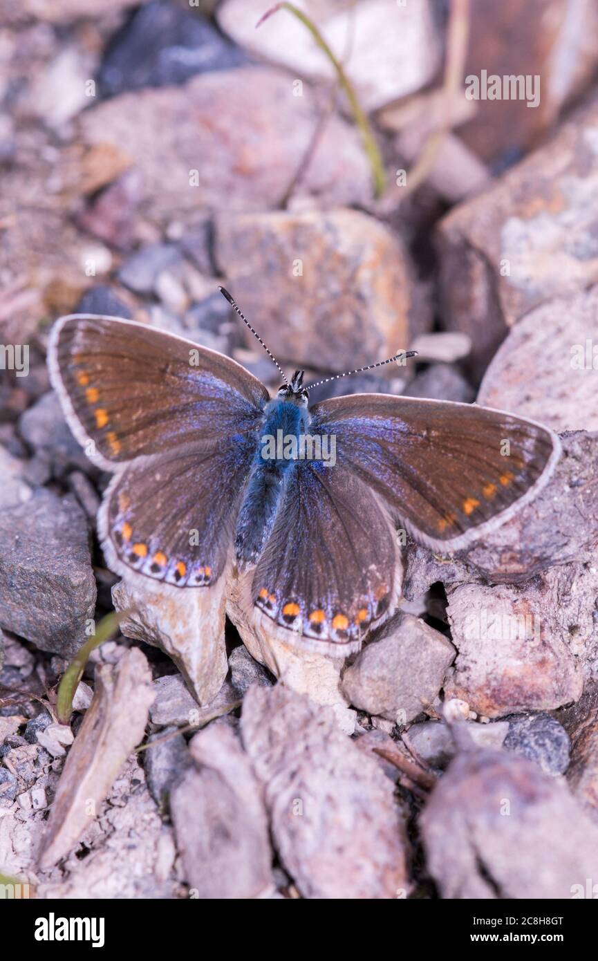Female Common Blue butterfly Stock Photo - Alamy